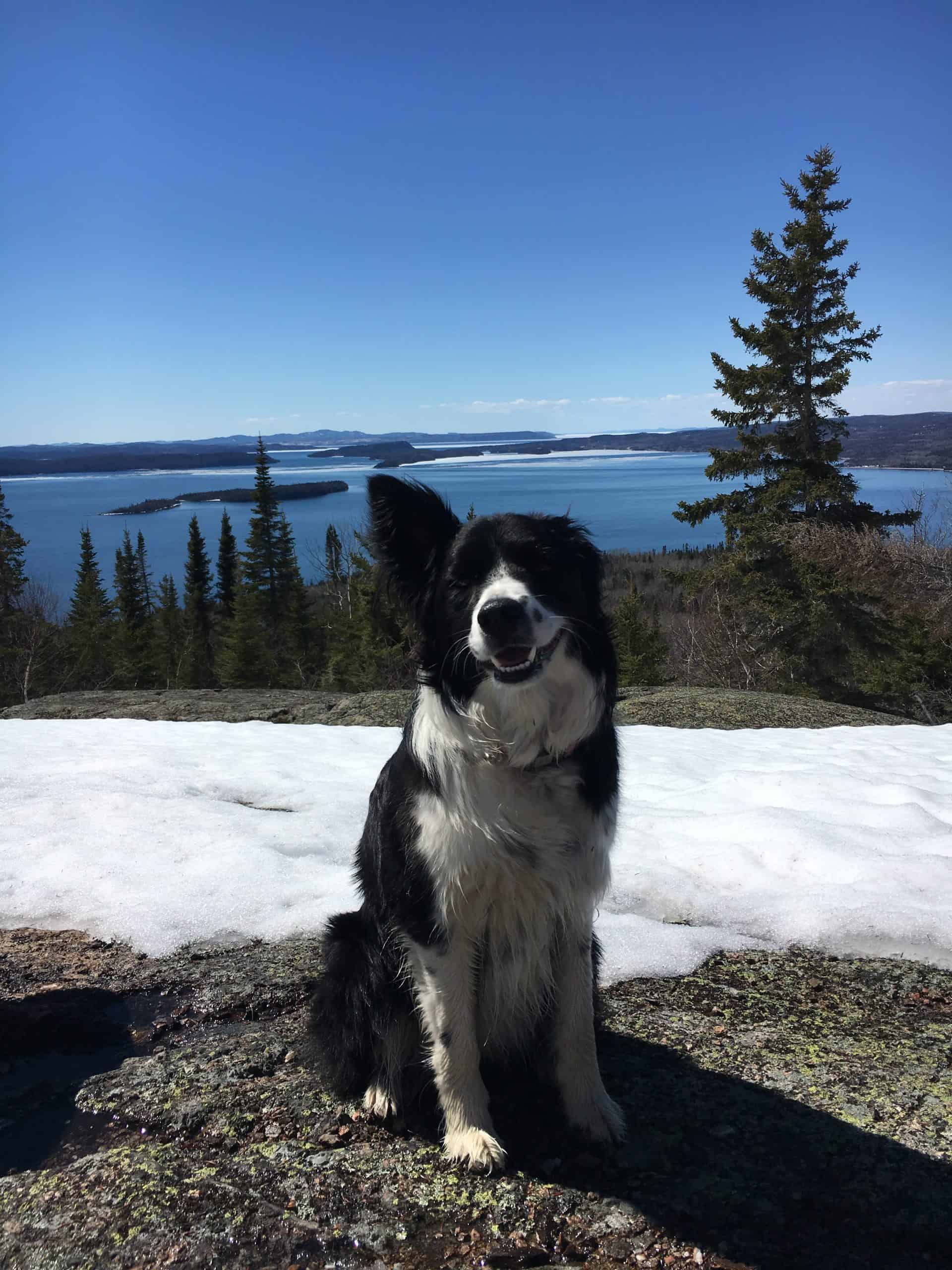 17 Canadian Made Dog Food Brands - Shop Local CANADA